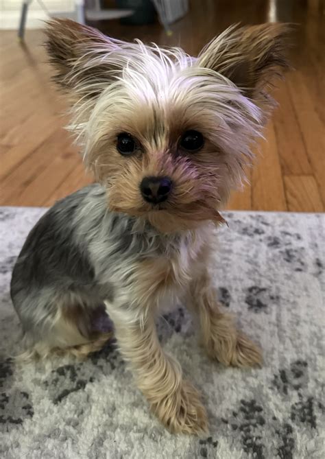 Anyone Want To Play Fetch Album On Imgur