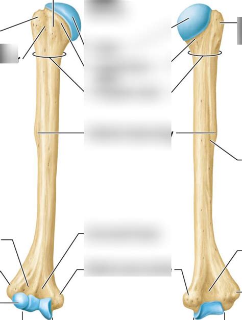 Humerus Diagram Quizlet