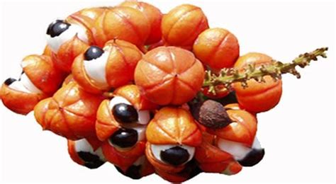 GUARANÁ BENEFICIOS PROPIEDADES Y EFECTOS SECUNDARIOS