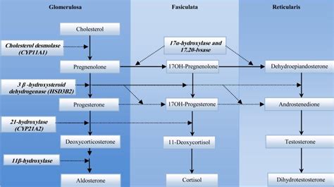 Schematic Structure For Biosynthetic Pathway Of Mineralocorticoids