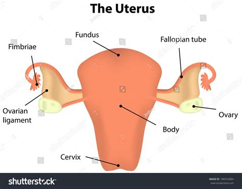 Uterus Diagram Side View