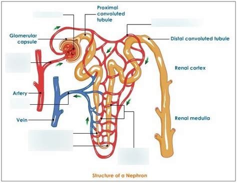 Nephron Blood Vessels Diagram Diagram Quizlet