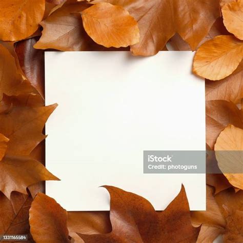 단풍과 빈 종이 카드의 프레임 크러이블 플랫 평지 조성물 맨 위 보기입니다 감사합니다 기빙 하루 인사말 카드 모형 0명에 대한