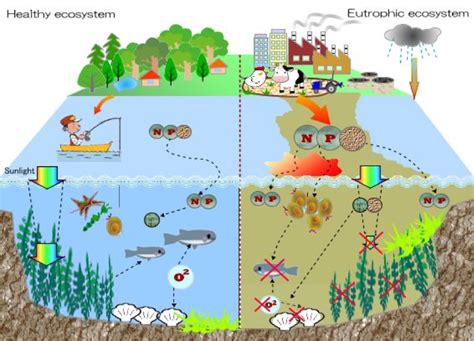 Eutrophication Northwest Pacific Action Plan Nowpap