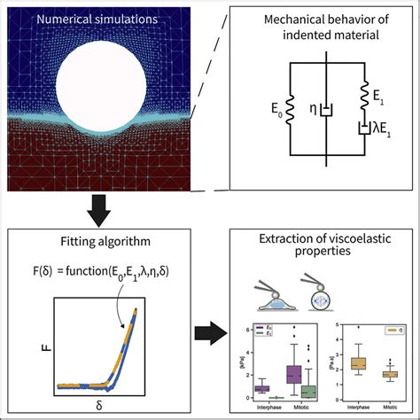 An Explicit Model To Extract Viscoelastic Properties Of Cells From Blog • By Nanoworld