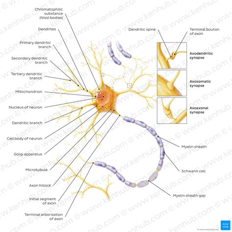 unipolar neuron neuron unipolare kenhub 30 unipolar neuron stock