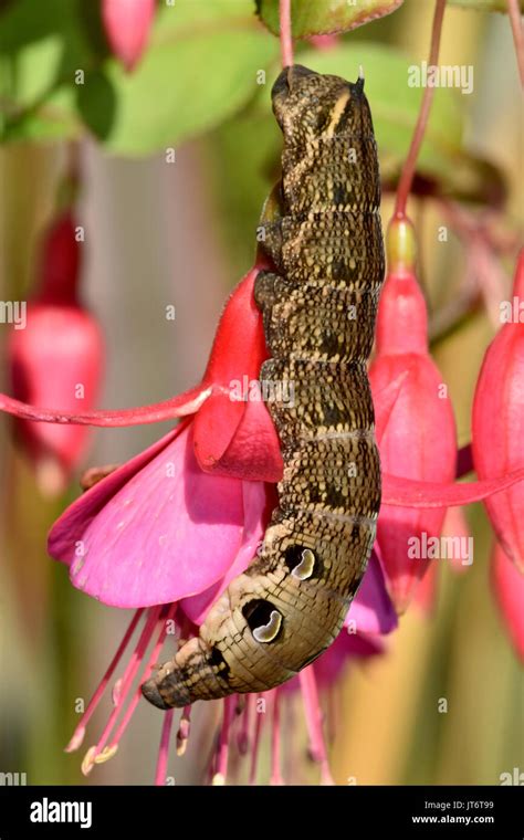 Elephant Hawk Moth Caterpillar Deilephila Elpenor Feeding On A