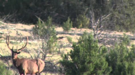 Elk Scout Unit 10 Az Youtube