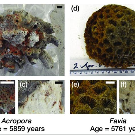Two Death Assemblage Samples Illustrating Typical Size And State Of
