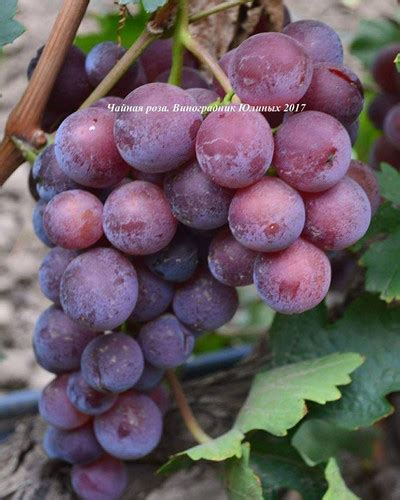 vinogradyulinuh | Каталог