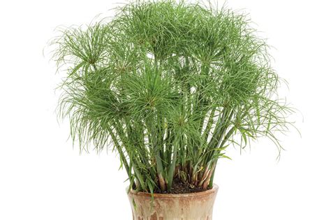 Growing Tips For ‘prince Tut Cyperus Grass Greenhouse Grower