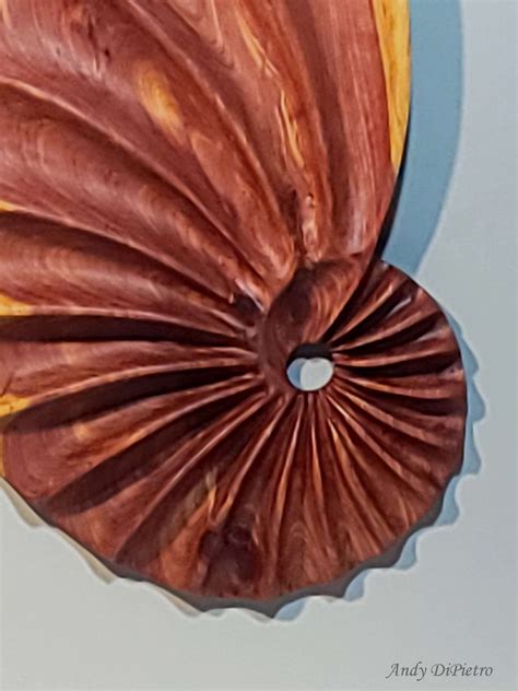 Cedar Fibonacci Shell Andy Dipietros Sculptures