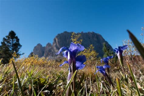Gentian Gentiana Alpine Free Image Download