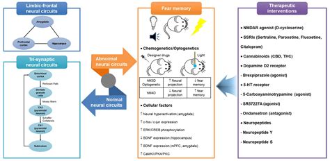 Neurogenic Interventions For Fear Memory Via Modulation Of The Hippocampal Function And Neural