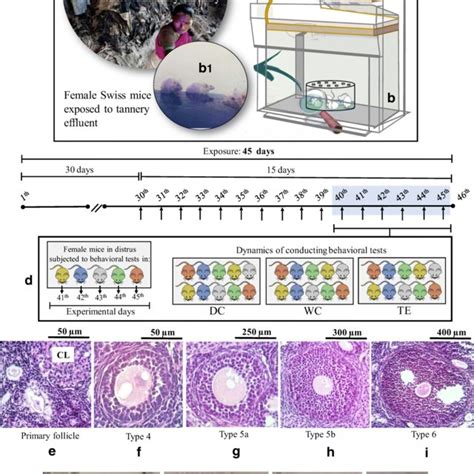 Percentage Of Mice Exposed Or Not To Te At Different Estrous Cycle
