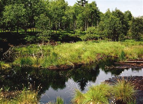 Corn Vs Marshes German Wetlands Are Increasingly Yielding To