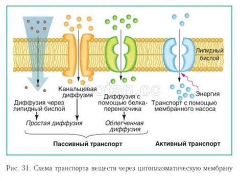 Структура еукаріотичної клітини Клітинна мембрана Урок 13 Online Presentation