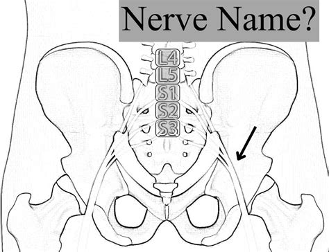 Name The Nerve ☯️ Root Value Dr Najeeb Hand Made Notes