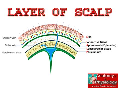 Scalp Layers Blood Supply Nerve Supply Applied Anatomy 59 Off Scalp Layers Blood Supply Nerve Supply Applied Anatomy 59 Off