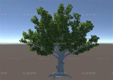 植物 美国山毛榉模型 树木模型库 3ds Max Max 模型下载 Cg模型网