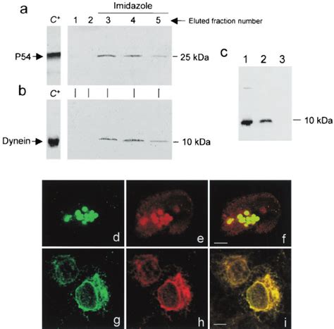 Speci Fi City Of P54 Lc8 Dynein Binding Detection By Western Blotting