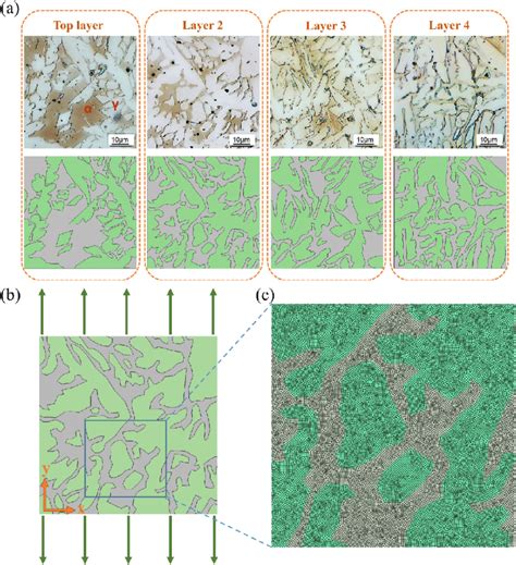 A The Actual Microstructures In The Four Layers And The Corresponding
