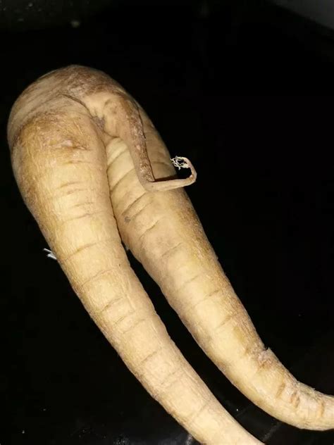 Bloke Finds Raunchy Parsnip At Tesco After Previously Spotting X Rated Carrot Daily Star