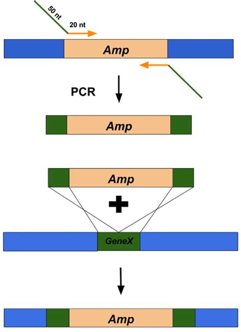 Lambda Red A Homologous Recombination Based Technique For Genetic