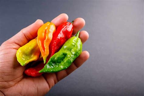Ghost Peppers How To Plant Grow And Enjoy These Super Spicy Veggies