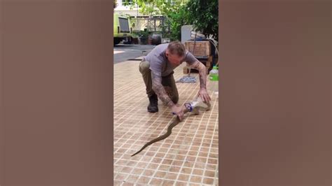 How To Capture A Big Python Asmr Youtube