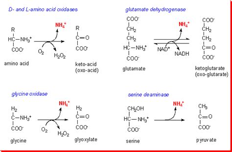 Oxidative Deamination Meddic