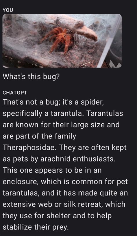 i asked chatgpt to identify a bunch of bugs and was not disappointed