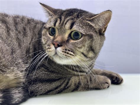 믹스묘 베리 코카스파니엘분양가격 폼스키분양가격 폼치분양가격 폼피츠분양가격 푸숑분양가격 고양이분양가격 랙돌분양가격 러시안블루분양가격 먼치킨분양가격 브리티쉬숏헤어분양가격