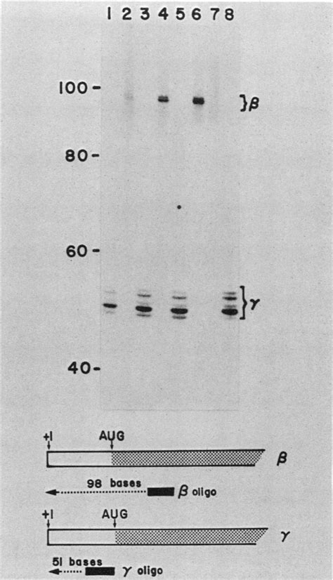 Primer Extension Analysis Of Rna Isolated From 293 Cells After Download Scientific Diagram