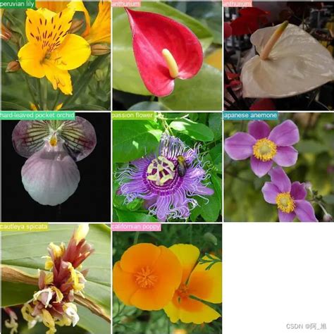 基于yolov8深度学习的102种花卉智能识别系统【python源码pyqt5界面数据集训练代码】目标识别、深度学习实战 阿里云开发者社区