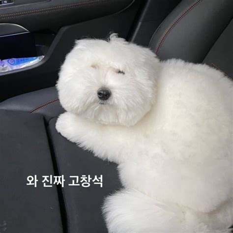 [잡담] 나연이랑 희두 강아지 진짜 개웃김 인스티즈 Instiz 연예 카테고리