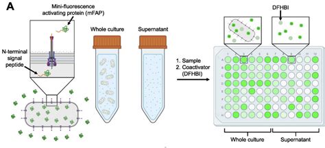 A High Throughput Assay For Measuring Secreted