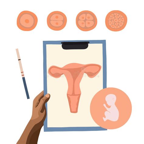 The Process Of Cell Division During Fertilization Egg Cell Division Fertilization Of The Egg
