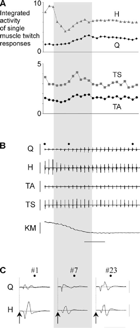 A C Emg Activity During The Induced Extension Sequential Emg Responses Download Scientific