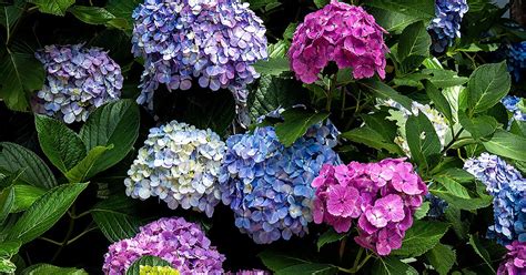 From The Garden Of Zen Ajisai Hydrangea Macrophylla Flowers Kita