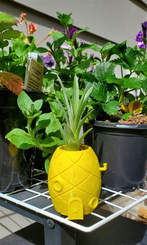 Spongebob Pineapple Planter 3d Printed Planter Mini Pineapple Plant Air