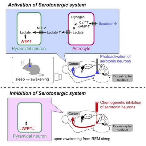 Serotonergic Neurons Control Cortical Neuronal Intracellular Energy