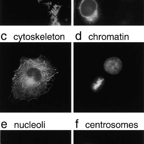Examples Of Fluorescence Patterns Generated By Expression Of Individual
