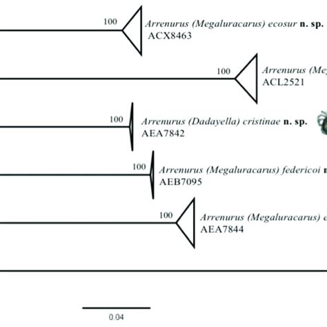 maximum likelihood tree based on coi sequences bootstrap support