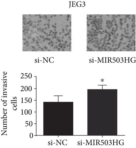 Knockdown Of Mir503hg Promoted Trophoblast Cell Proliferation