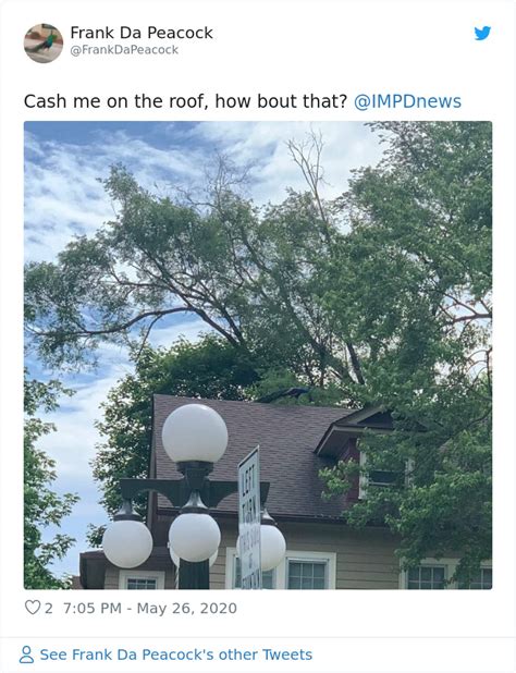 Meet Frank The Peacock A Bird Who Traveled Over 600 Miles In Pursuit
