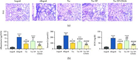 Graft Histology And Renal Function A Pas Staining Of Graft Tissues