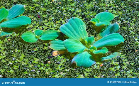 The Smallest Flowering Plant Wolffia Arrhiza And Duckweed Lemna