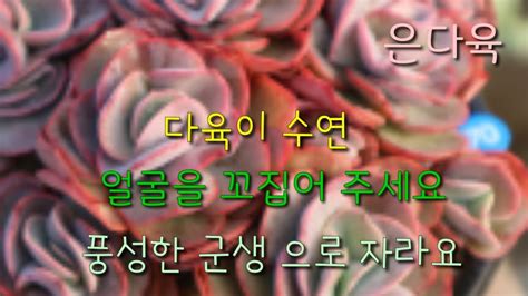 다육이 수연 얼굴을 꼬집어 주세요 풍성하게 군생으로 키울수 있어요 Youtube