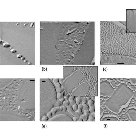 A Tem Image Of An Ice Surface Formed From Trehalose Solution 8 5